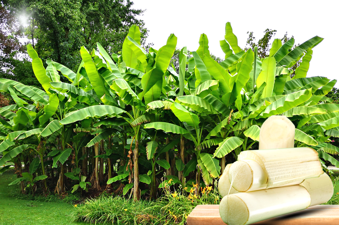 7 Health benefits of Banana Stem or Valaithandu Powder – Aathirai Foods ...