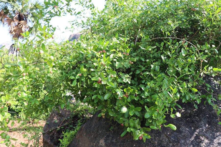 About Karanda Plants and Karanda Health Benefits – Aathirai Foods ...