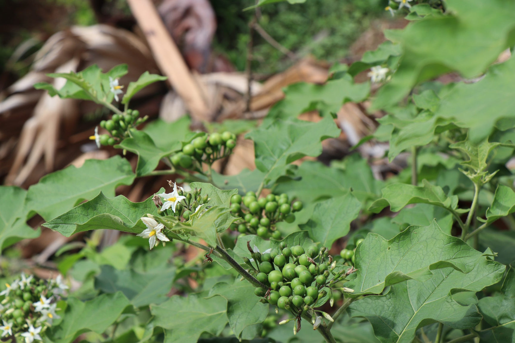 7 Amazing Health Benefits of Turkey Berry – Aathirai Foods Private Limited