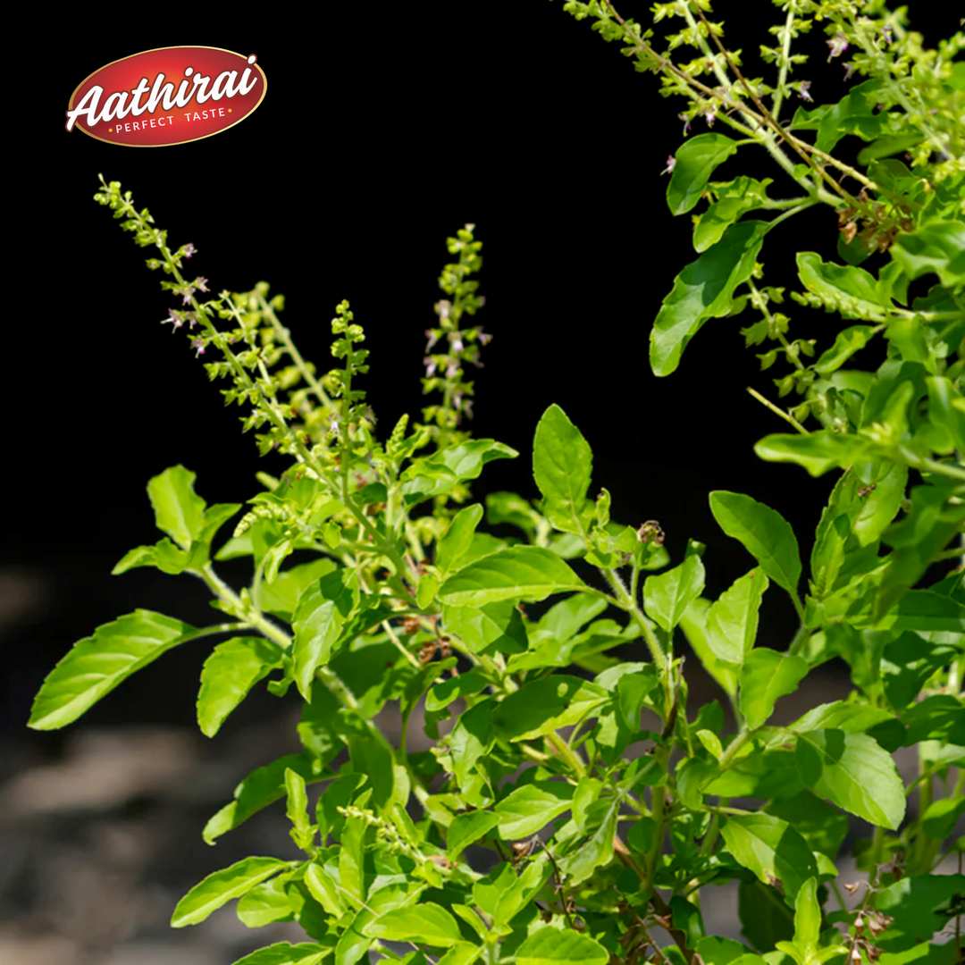 Thulasi Powder | Organic Powder | Order Online - Aathirai – Aathirai ...