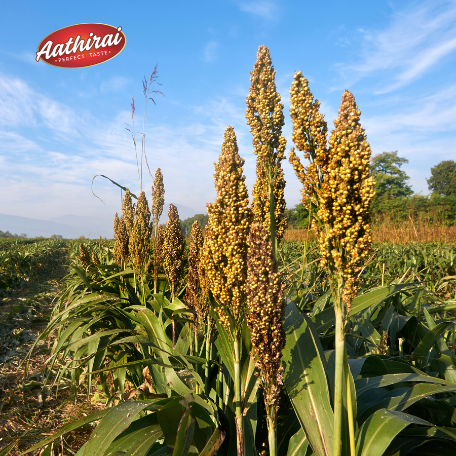 Solam / Sorghum | White Solam | Order Online - Aathirai – Aathirai ...