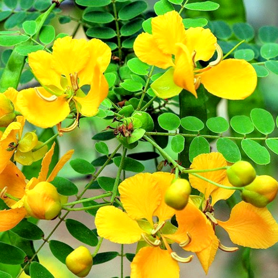 Avaram Flower Powder | Organic Powder | Order Online - Aathirai ...